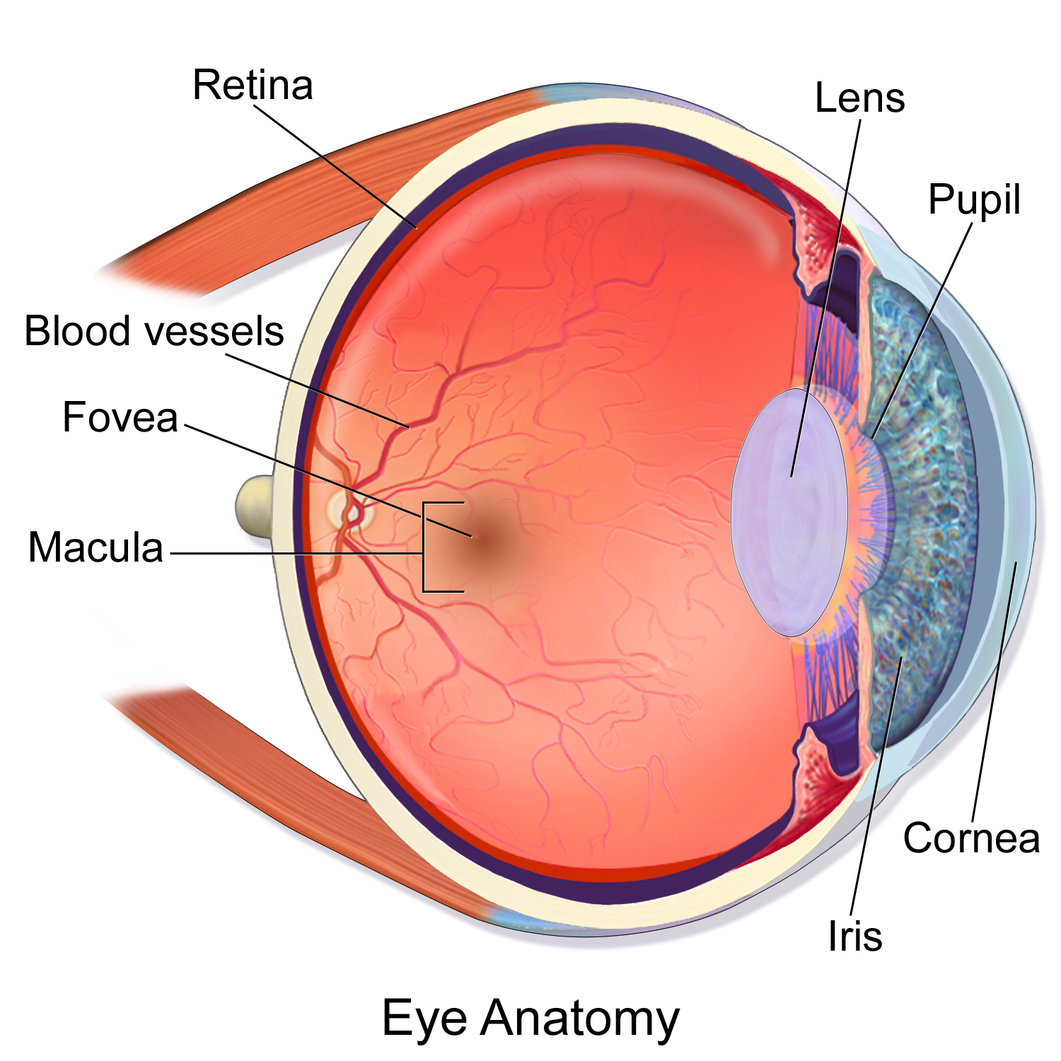 Can Macular Degeneration Be Reversed 